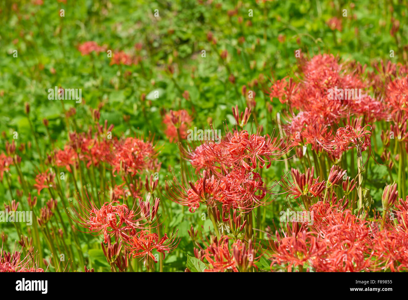 Lycoris radiata red spider lily Banque de photographies et d’images à ...