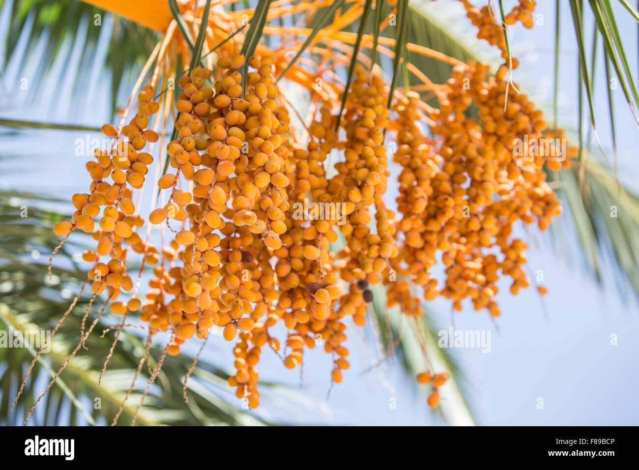 Arbre de dattes avec des fruits Banque de photographies et d’images à ...