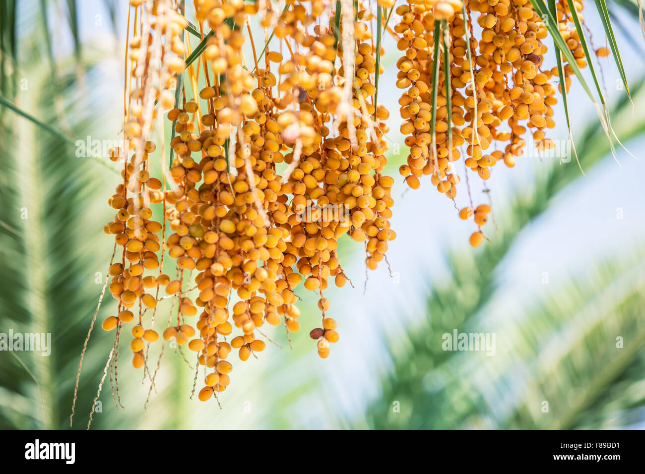 Arbre de dattes avec des fruits Banque de photographies et d’images à ...