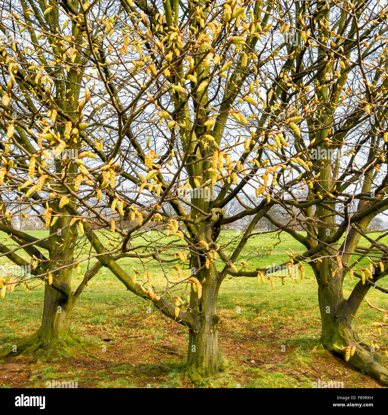 Arbre avec chatons Banque de photographies et d’images à haute ...