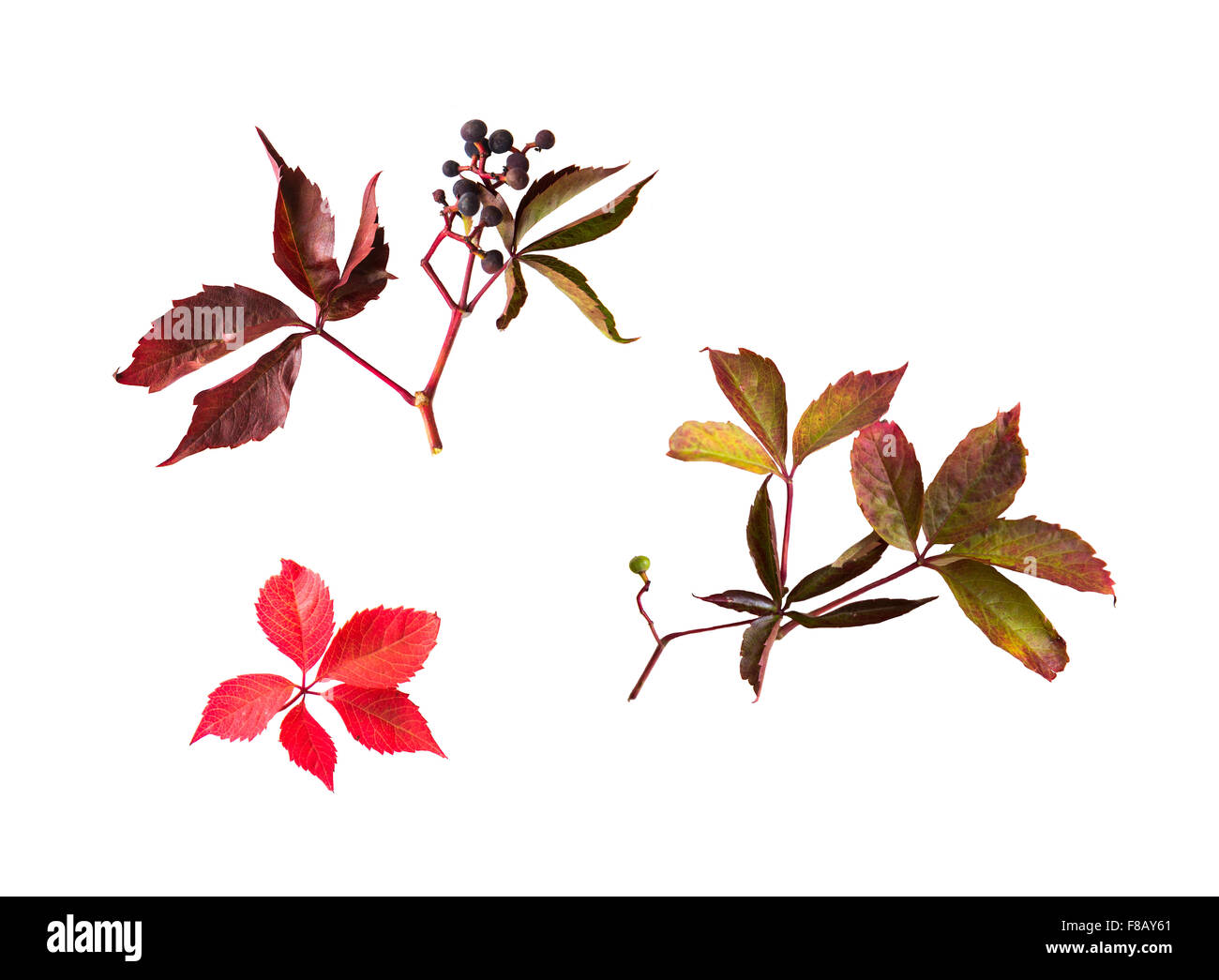 Automne feuilles de vigne et grappe de fruits rouges Photo Stock - Alamy