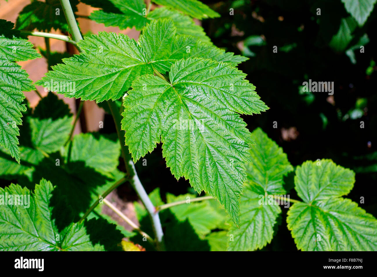 Cassis en fleurs Banque de photographies et d’images à haute résolution ...