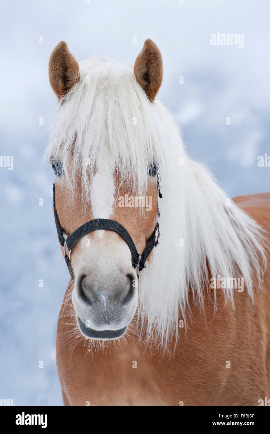 Haflinger cheval portrait Banque de photographies et d’images à haute ...