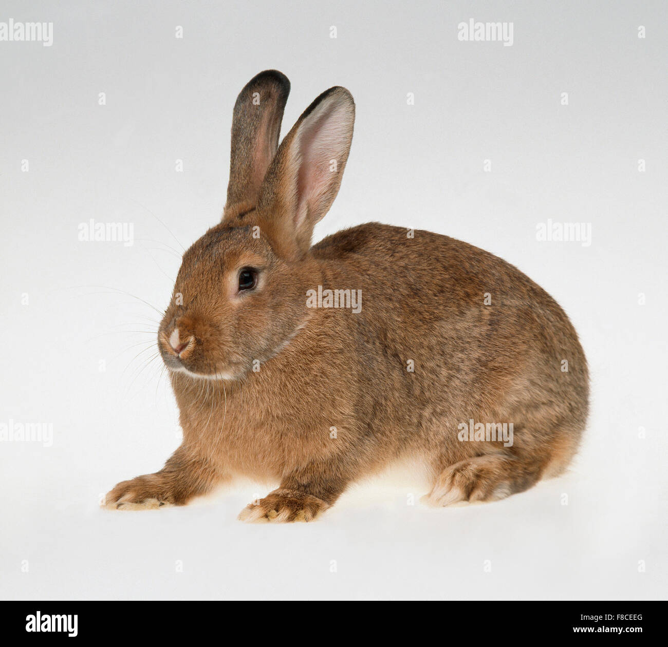 Texte de lapin sur fond blanc Banque de photographies et d’images à ...