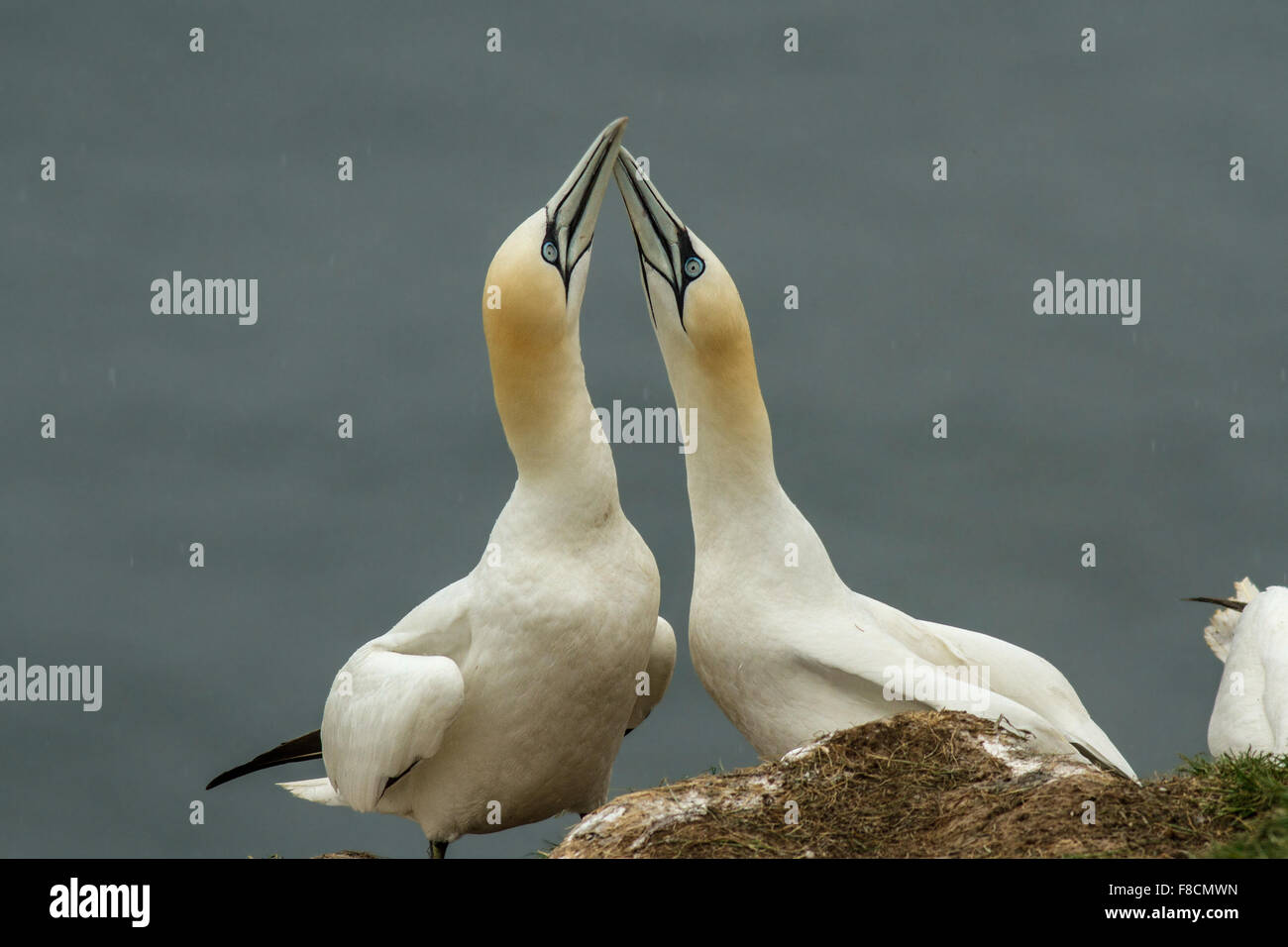Accouplement des fous de bassan Banque de photographies et d’images à ...