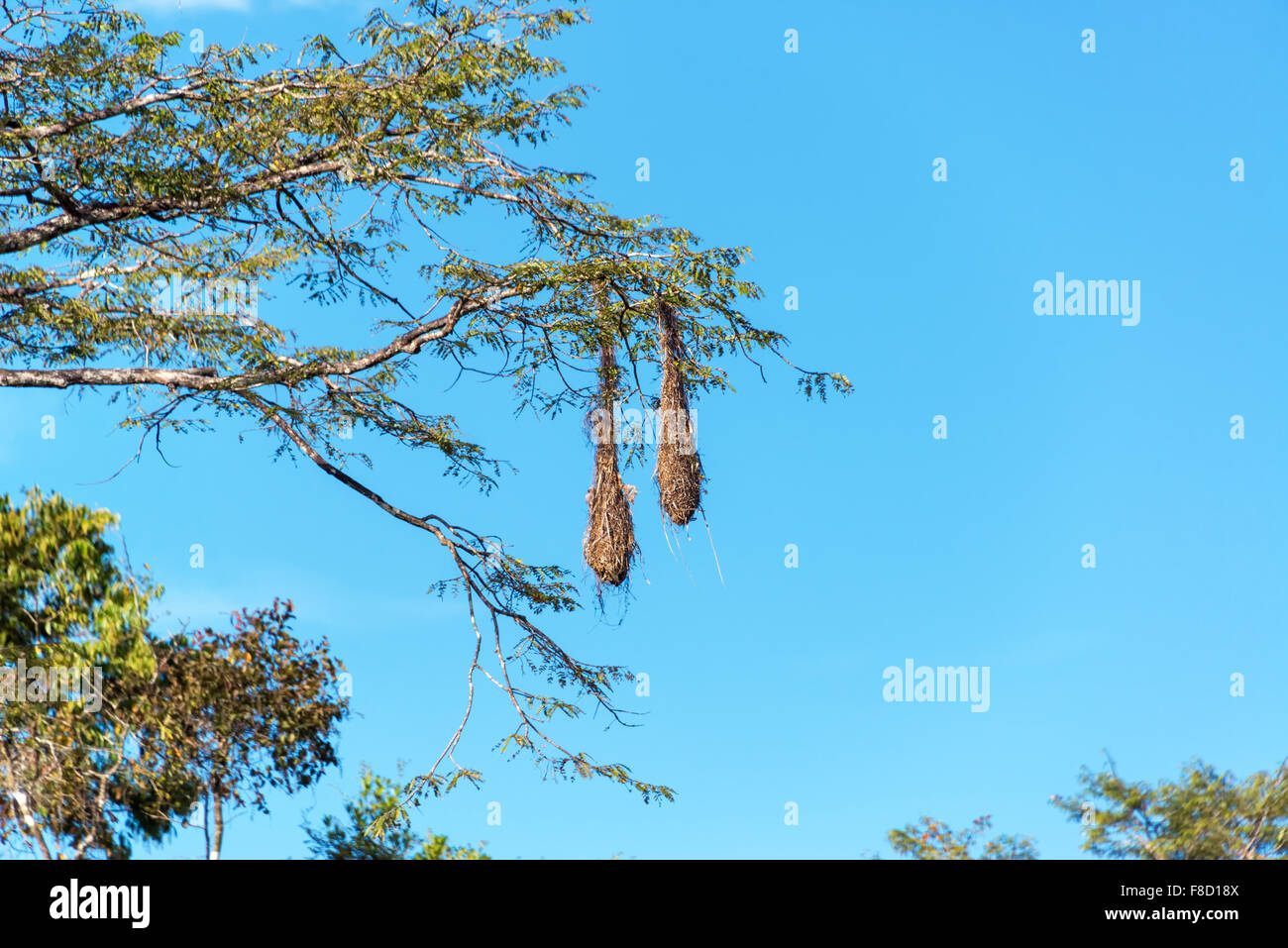 Des nids d'oiseaux dans des arbres Banque de photographies et d’images ...