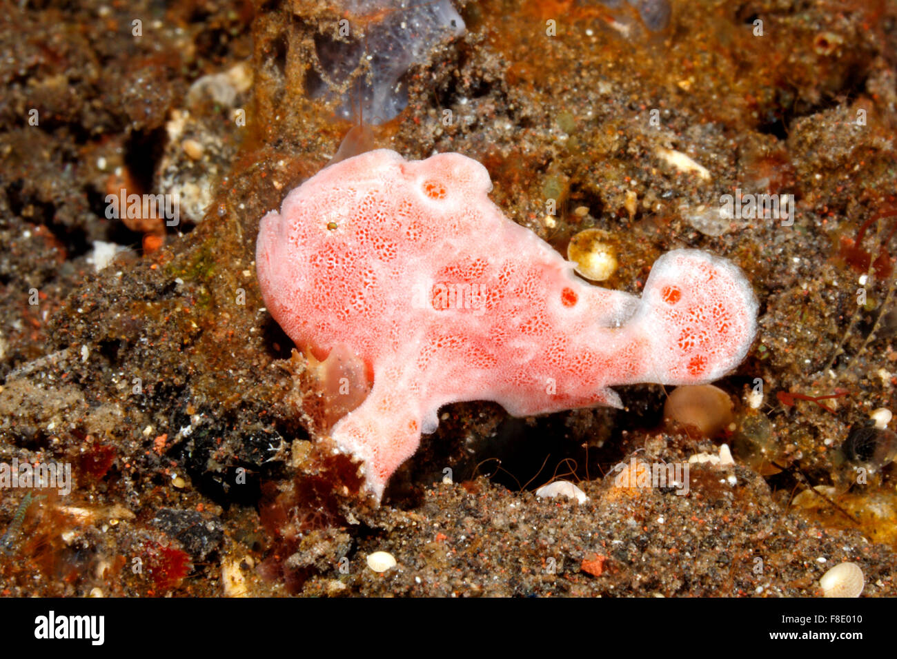 Poisson grenouille rose Banque de photographies et d’images à haute ...
