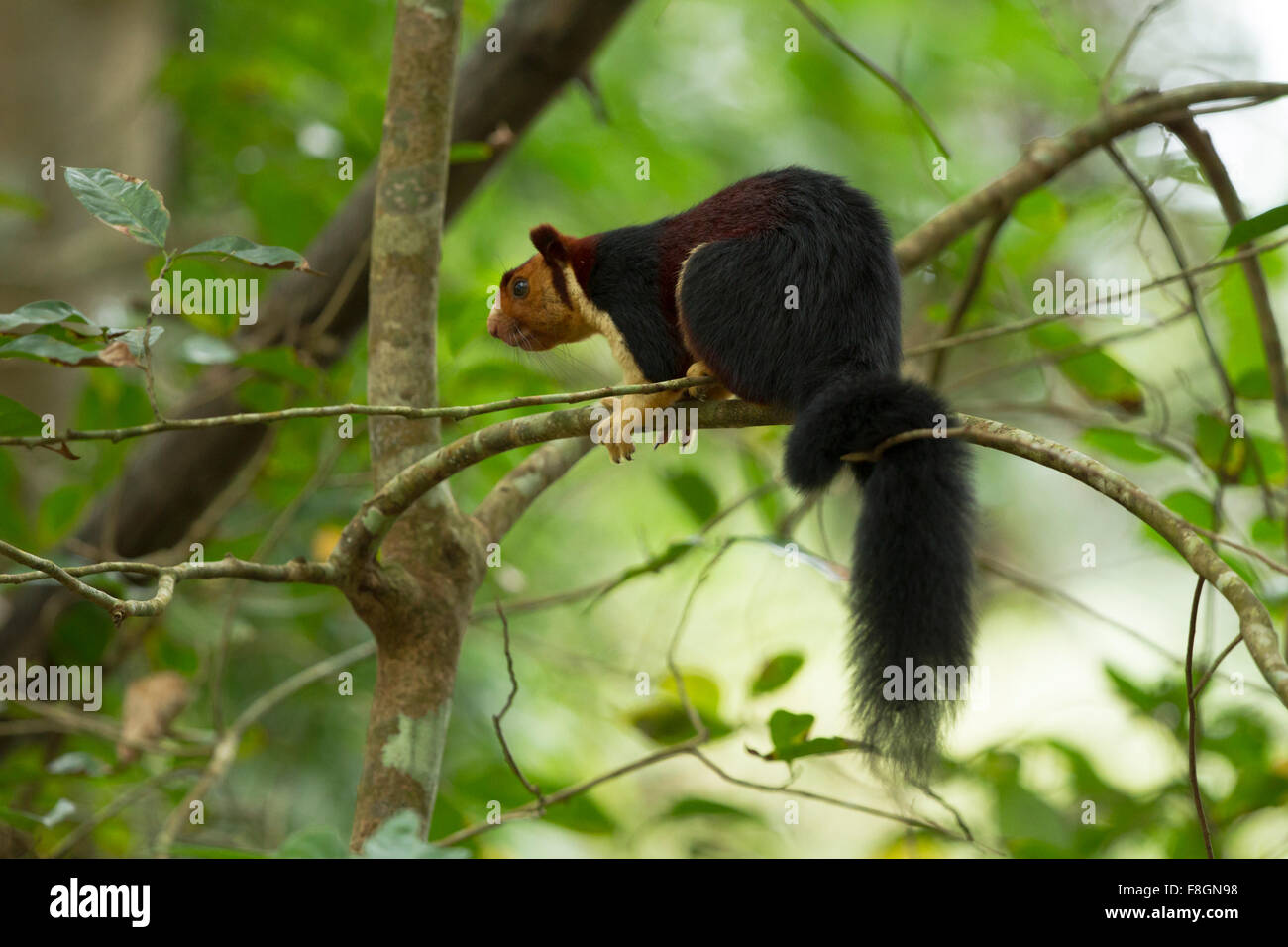 L'écureuil géant indien Malabar, ou écureuil géant, (Ratufa indica) est ...