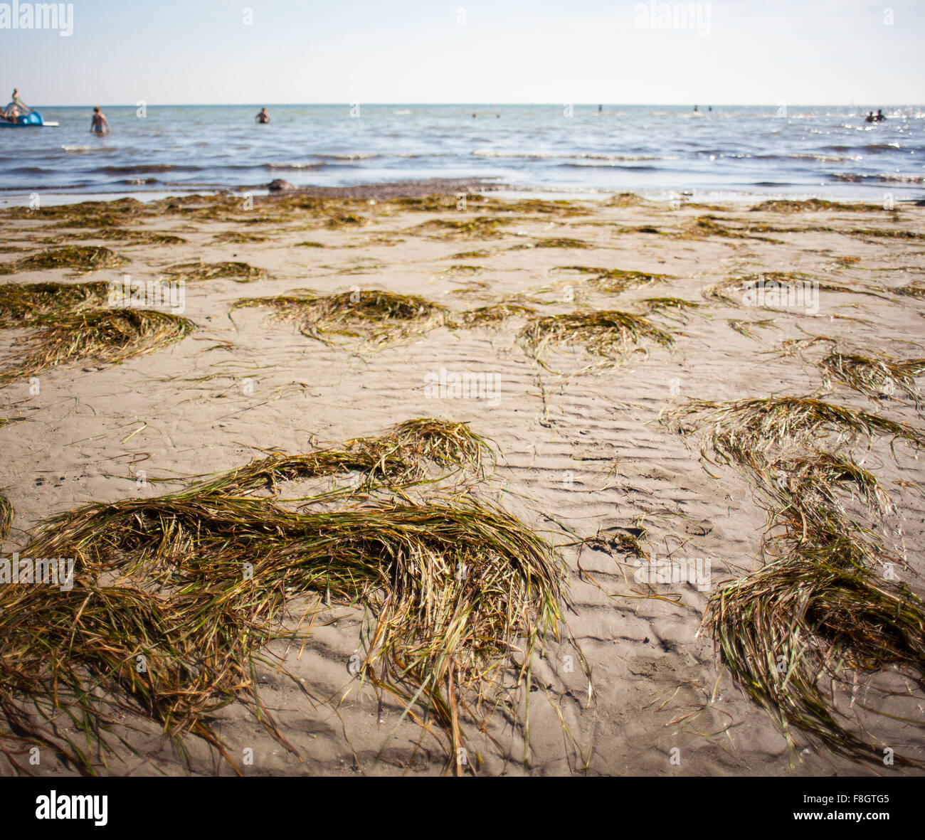 Mediterranean tapeweed posidonia oceanica Banque de photographies et d ...