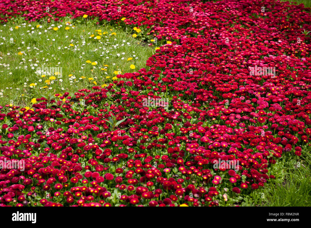 Bellis perennis fleurs rouge literie, plantes vivaces dans la famille ...