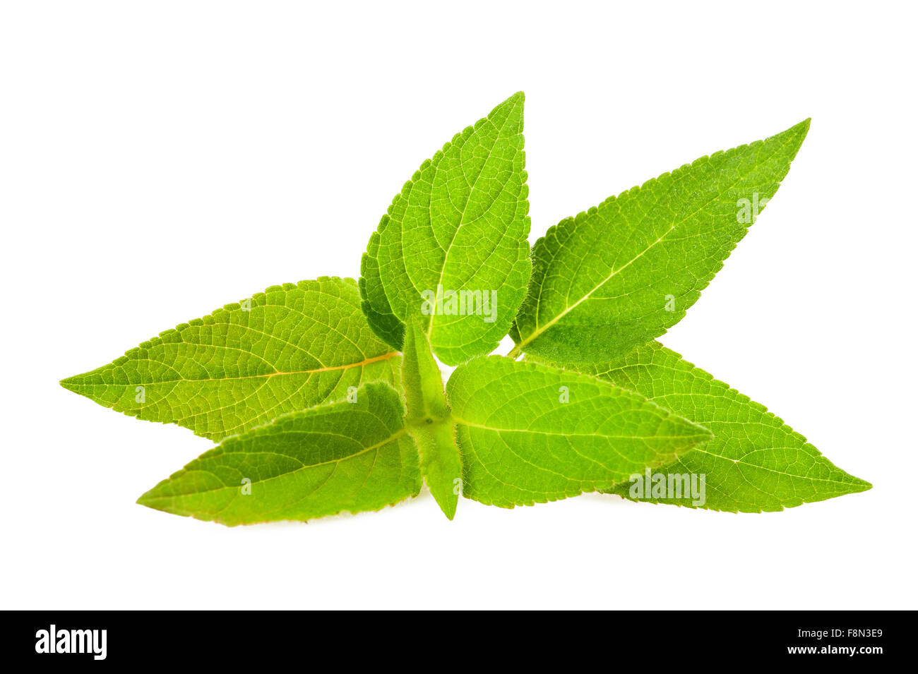 Plante de sauge écarlate Banque de photographies et d’images à haute ...