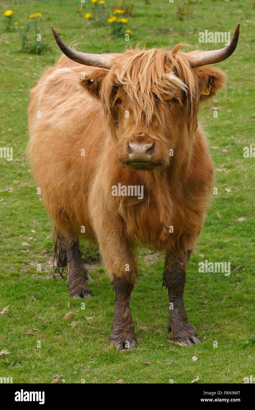 Highland vache Aberdeen Angus de l'herbe verte de pâturage sur une ...