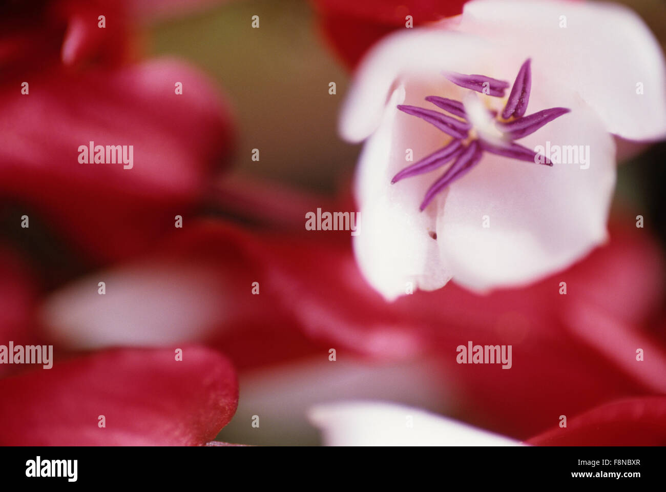 Îles Fidji, botaniques, Tagimoucia waterhousei medinilla Fleur,, pas où ...
