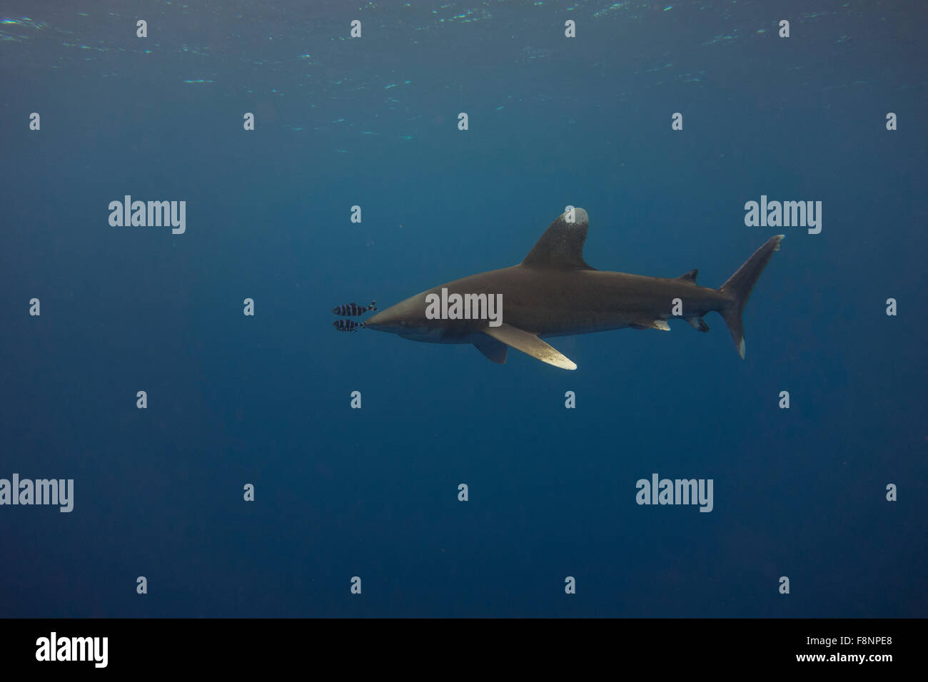 Requin océanique, Carcharhinus longimanus, d Elphinestone, Mer Rouge ...