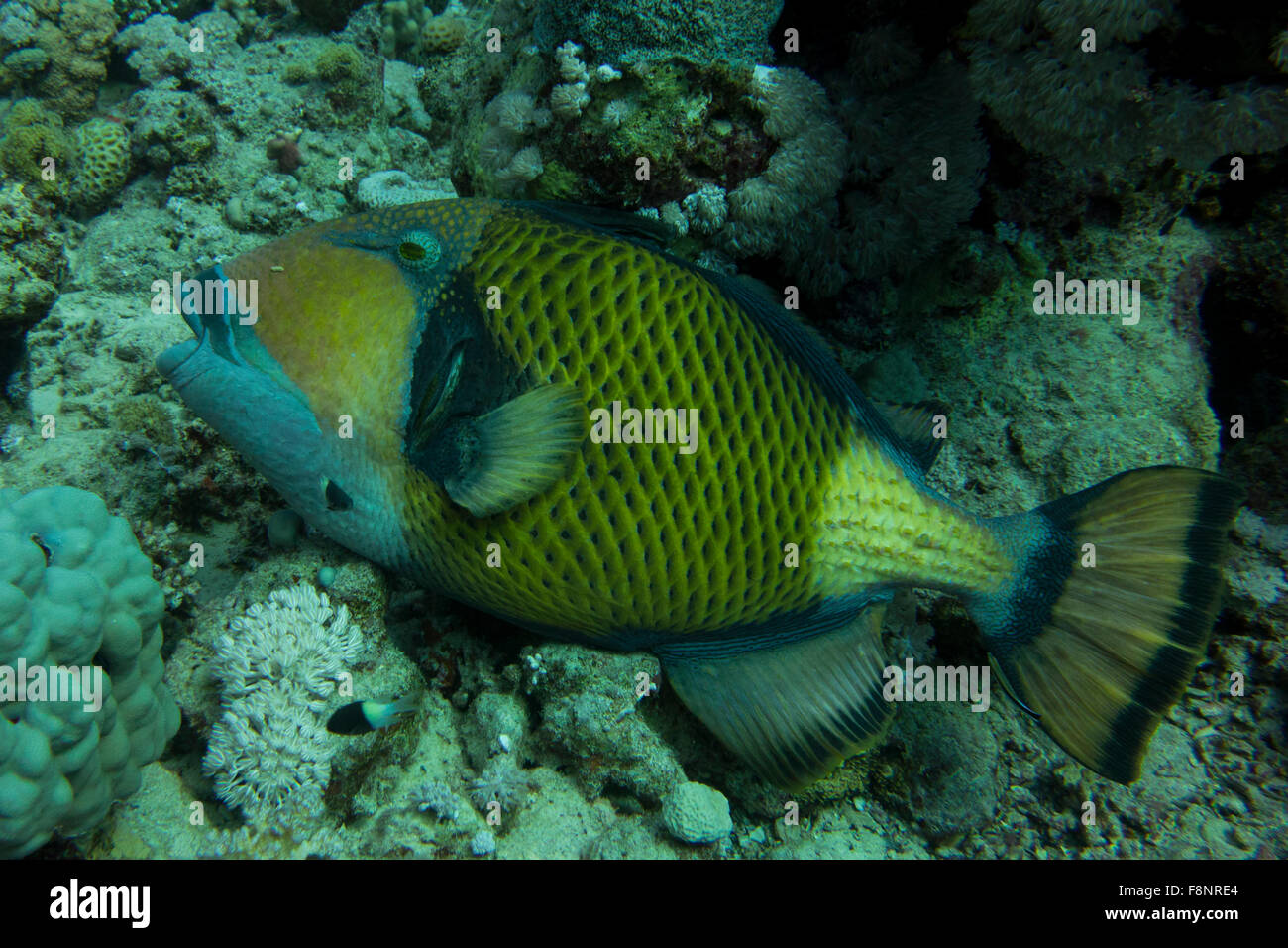 Baliste poisson Banque de photographies et d’images à haute résolution ...