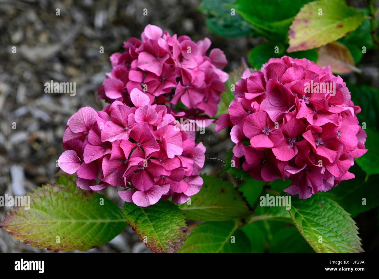Hydrangea macrophylla masja rose rouge fleurs fleur arbuste arbustes ...