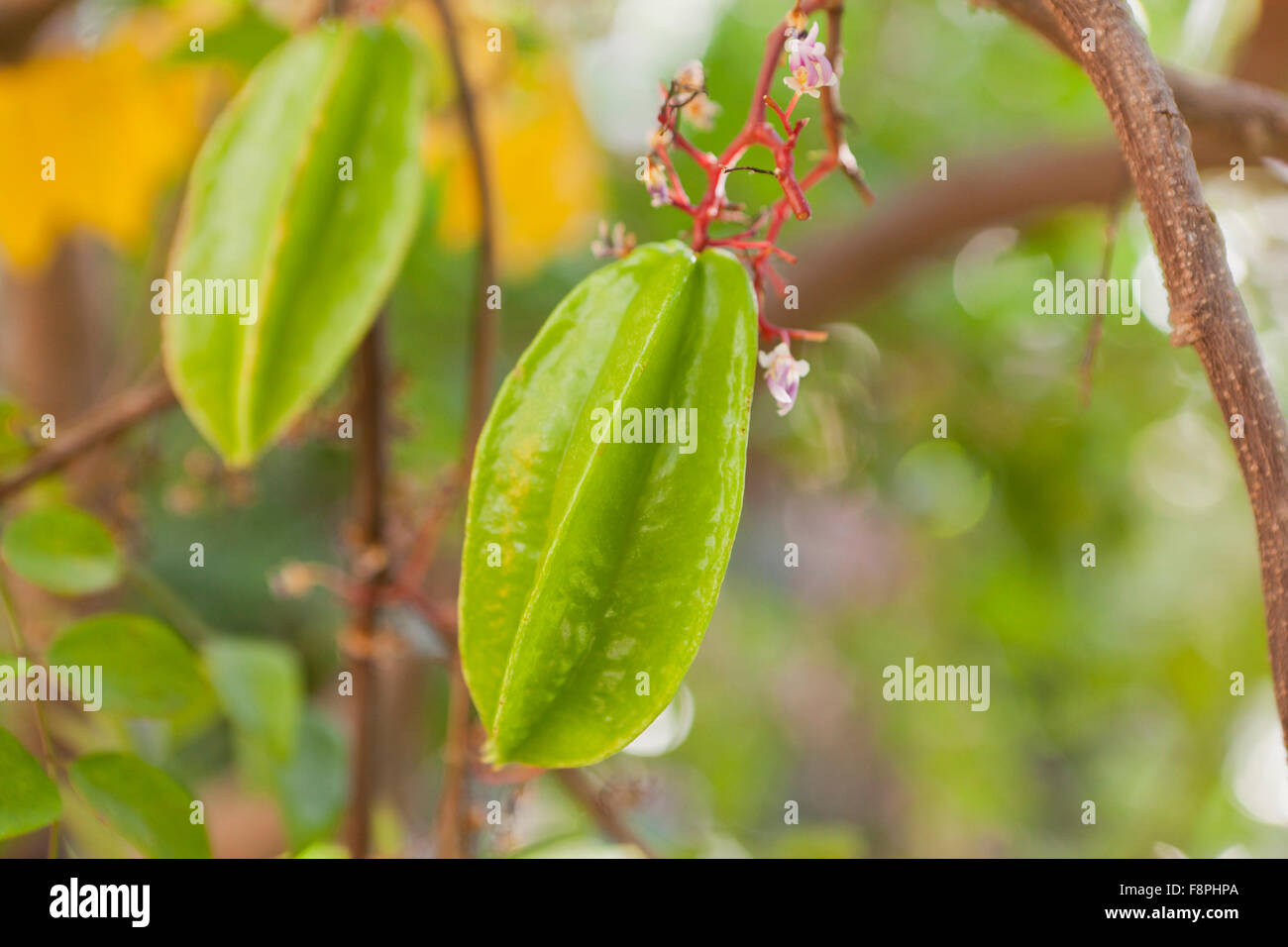 La carambole, AKA caramboles (Averrhoa carambola) on tree Photo Stock ...