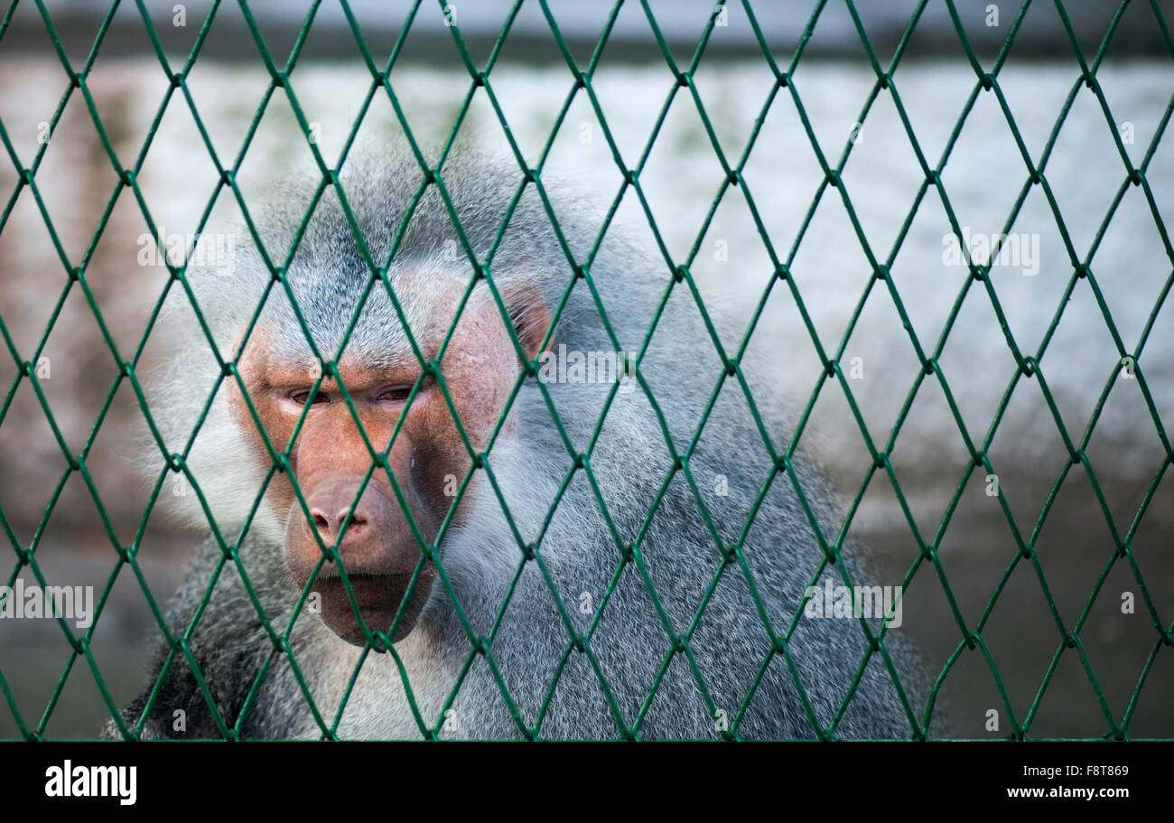 Babouin captif Banque de photographies et d’images à haute résolution ...