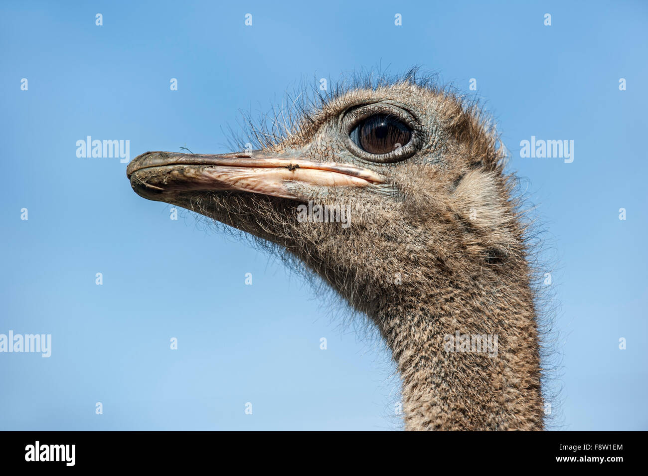 Autruches communes struthio camelus Banque de photographies et d’images ...
