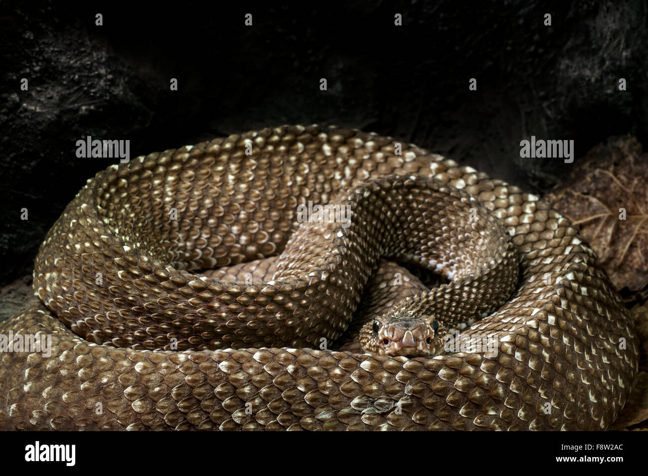 Crotalus durissus vegrandis Banque de photographies et d’images à haute ...