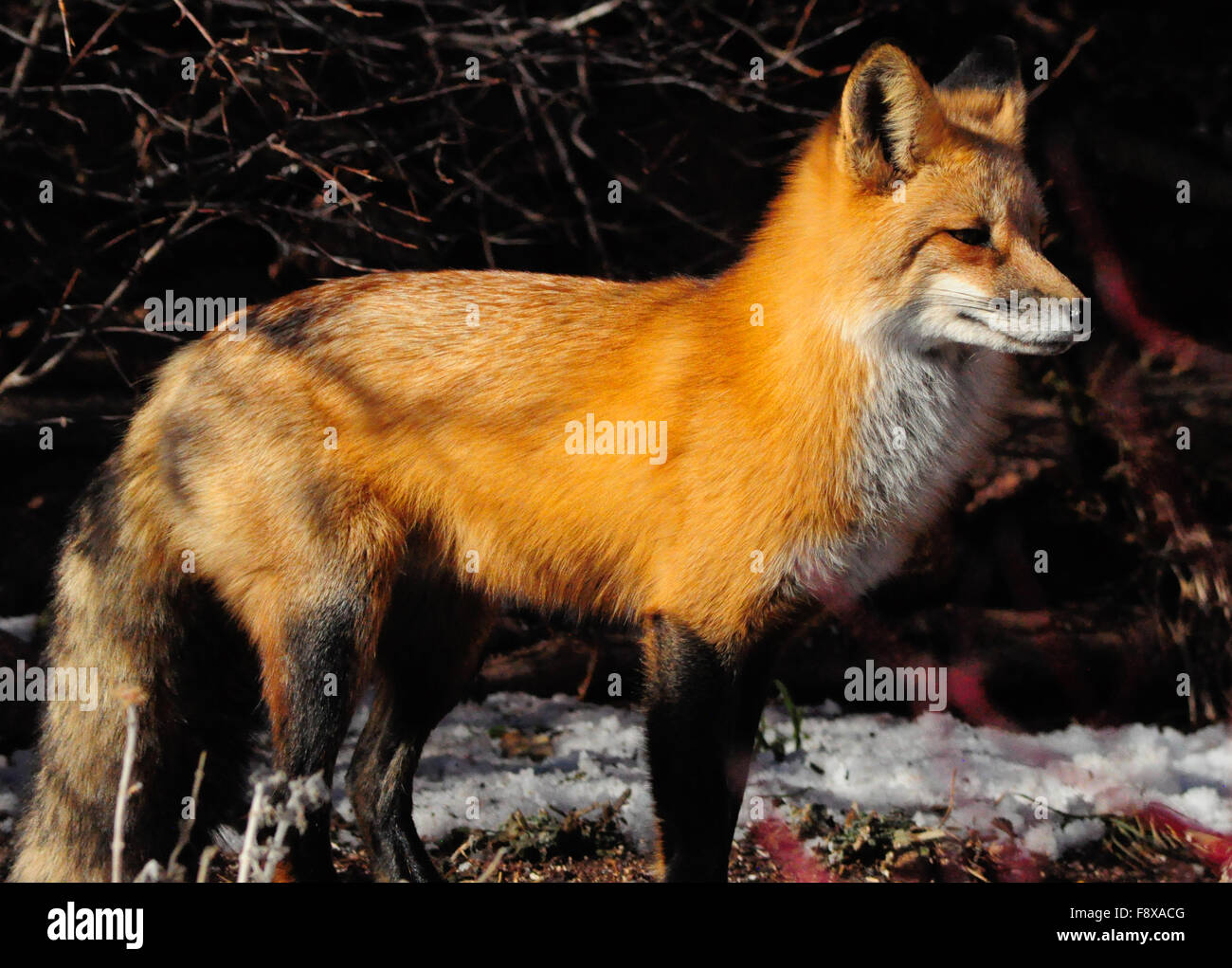 Le Renard roux Vulpes vulpes) vivant dans le désert avec de la neige au ...