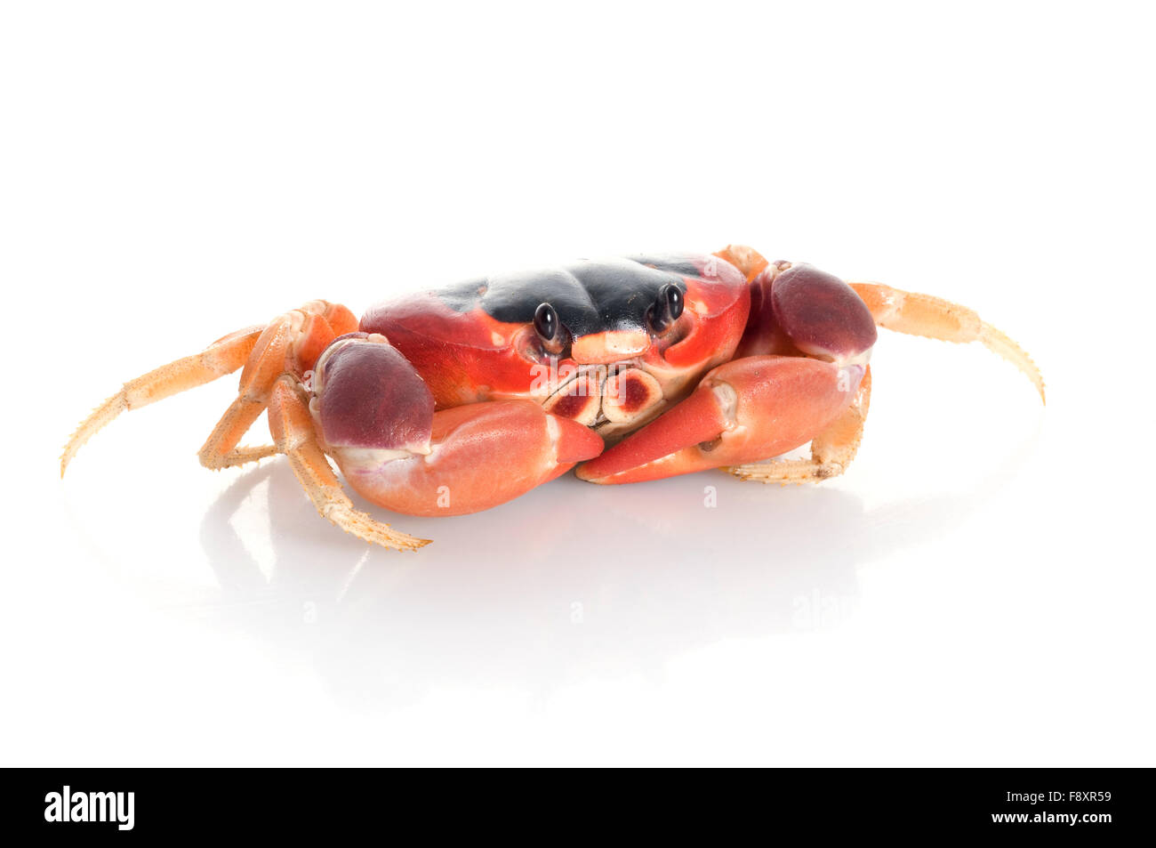 Crabe de lune Banque de photographies et d’images à haute résolution ...