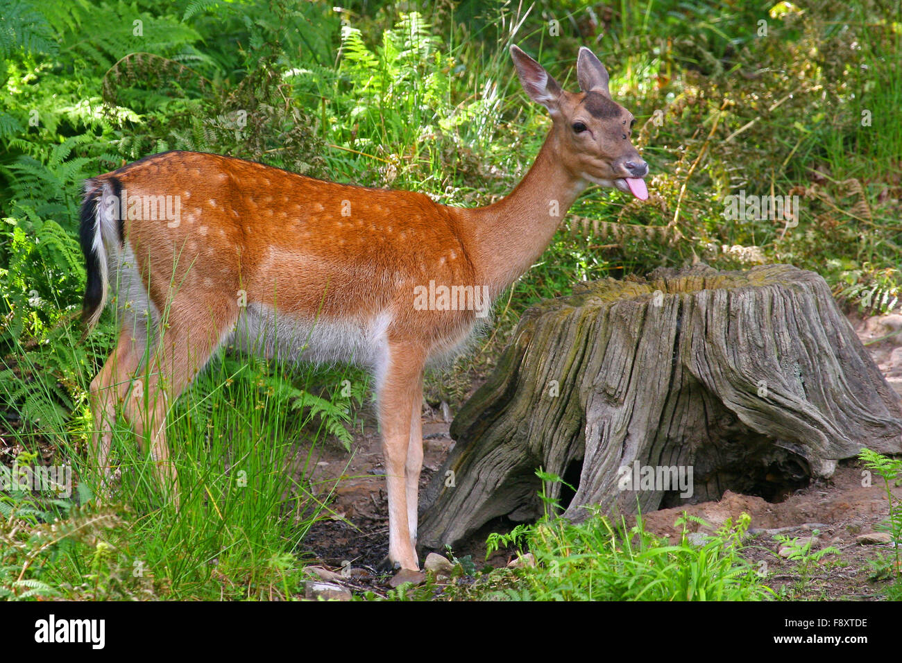 Dama dama biche Banque de photographies et d’images à haute résolution - Alamy