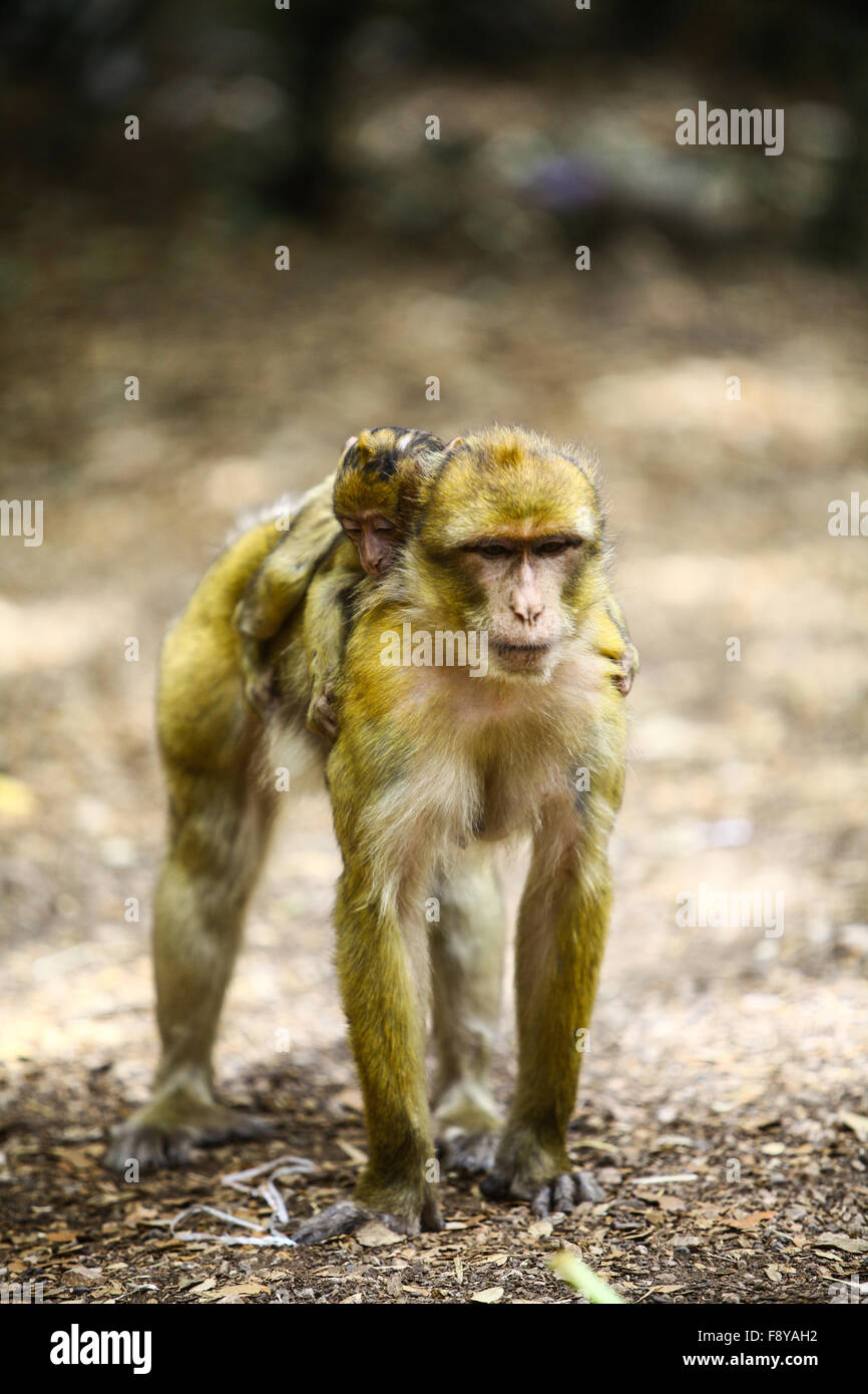 Singe au maroc Banque de photographies et d’images à haute résolution ...