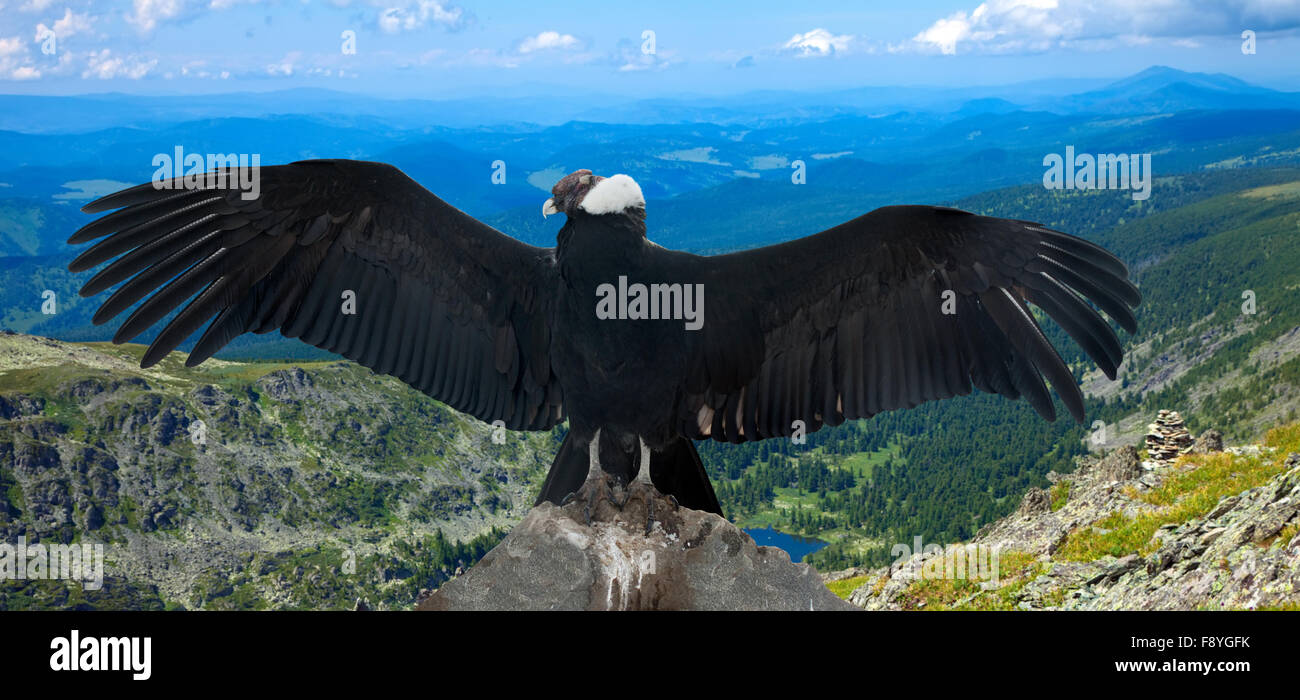 Condor des Andes (Vultur gryphus) Zone sauvage Photo Stock - Alamy