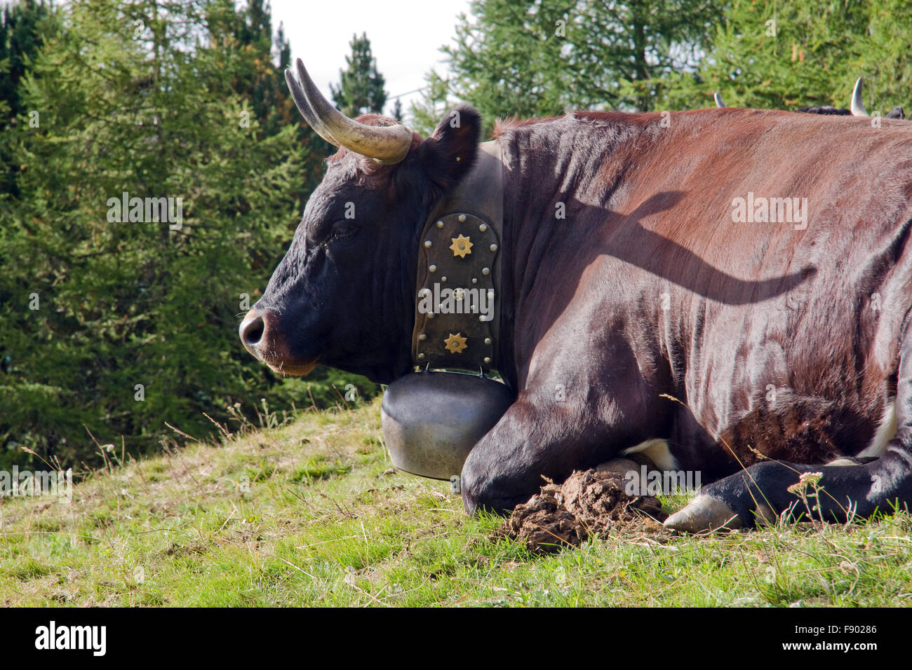 Vache avec une cloche de vache typique dans les Alpes suisses Photo ...