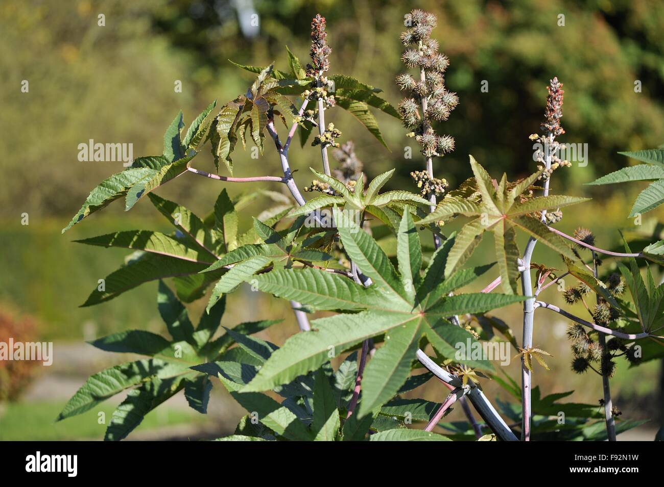 Ricinus communis in flower Banque de photographies et d’images à haute ...