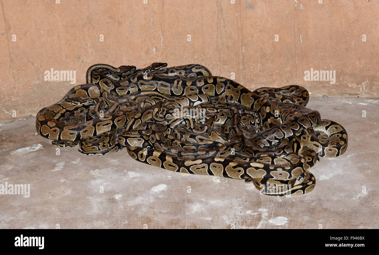 Pythons africains Banque de photographies et d’images à haute ...