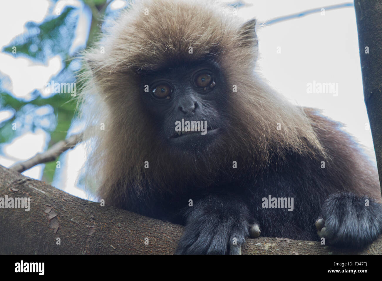Nilgiri langur trachypithecus johnii Banque de photographies et d ...