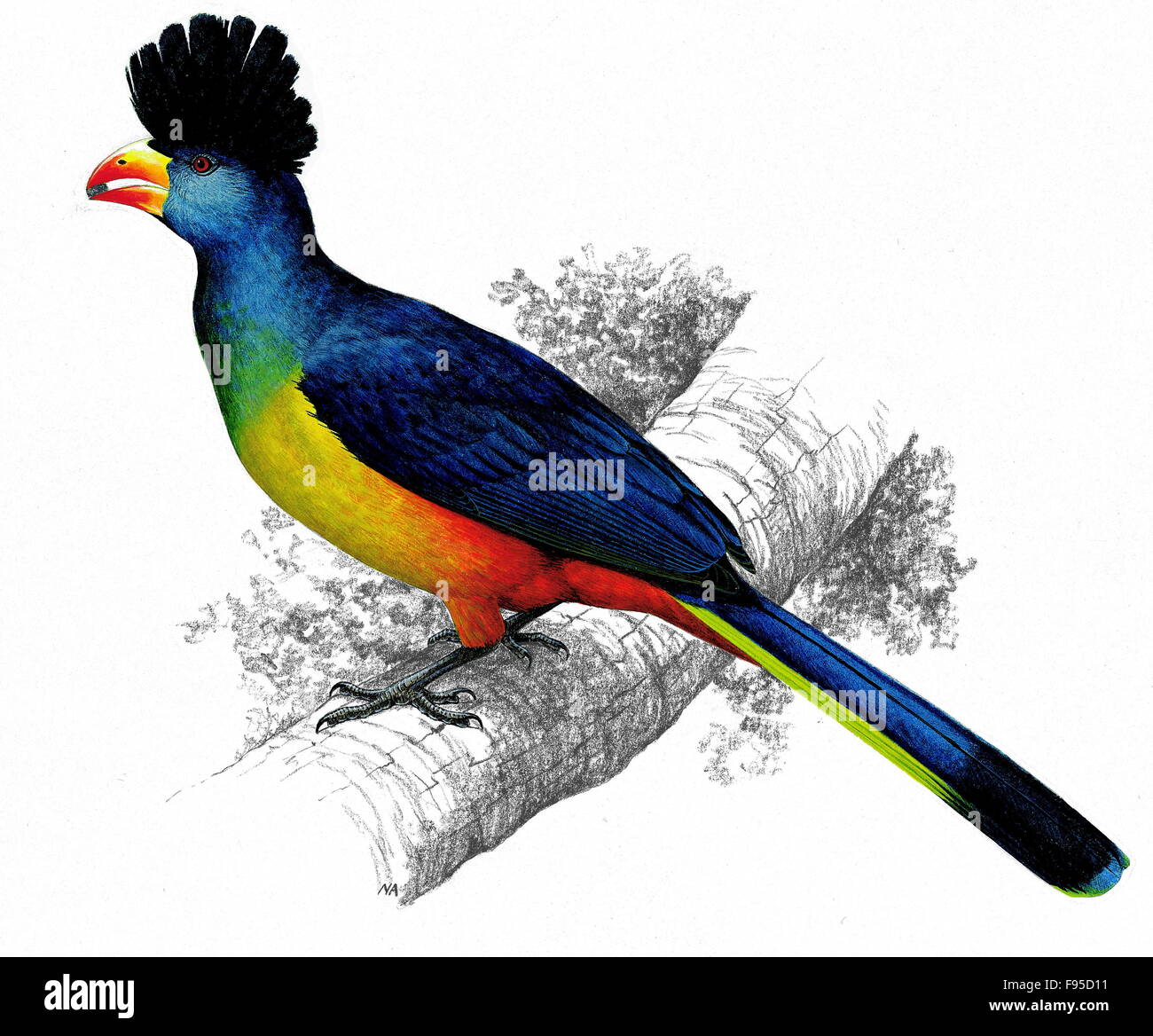 Le plus grand turaco Banque de photographies et d’images à haute ...