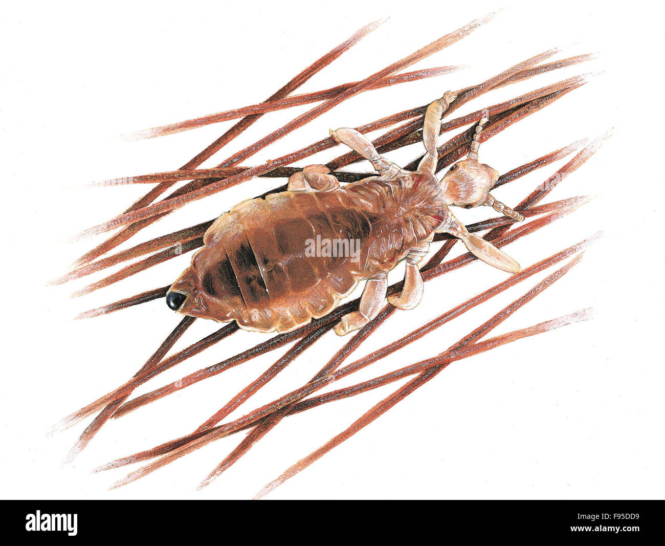 Insectes sans ailes Banque d'images détourées - Alamy