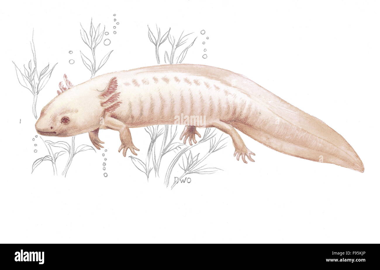 Axolotl illustration reptile axolotl eau Banque de photographies et d ...