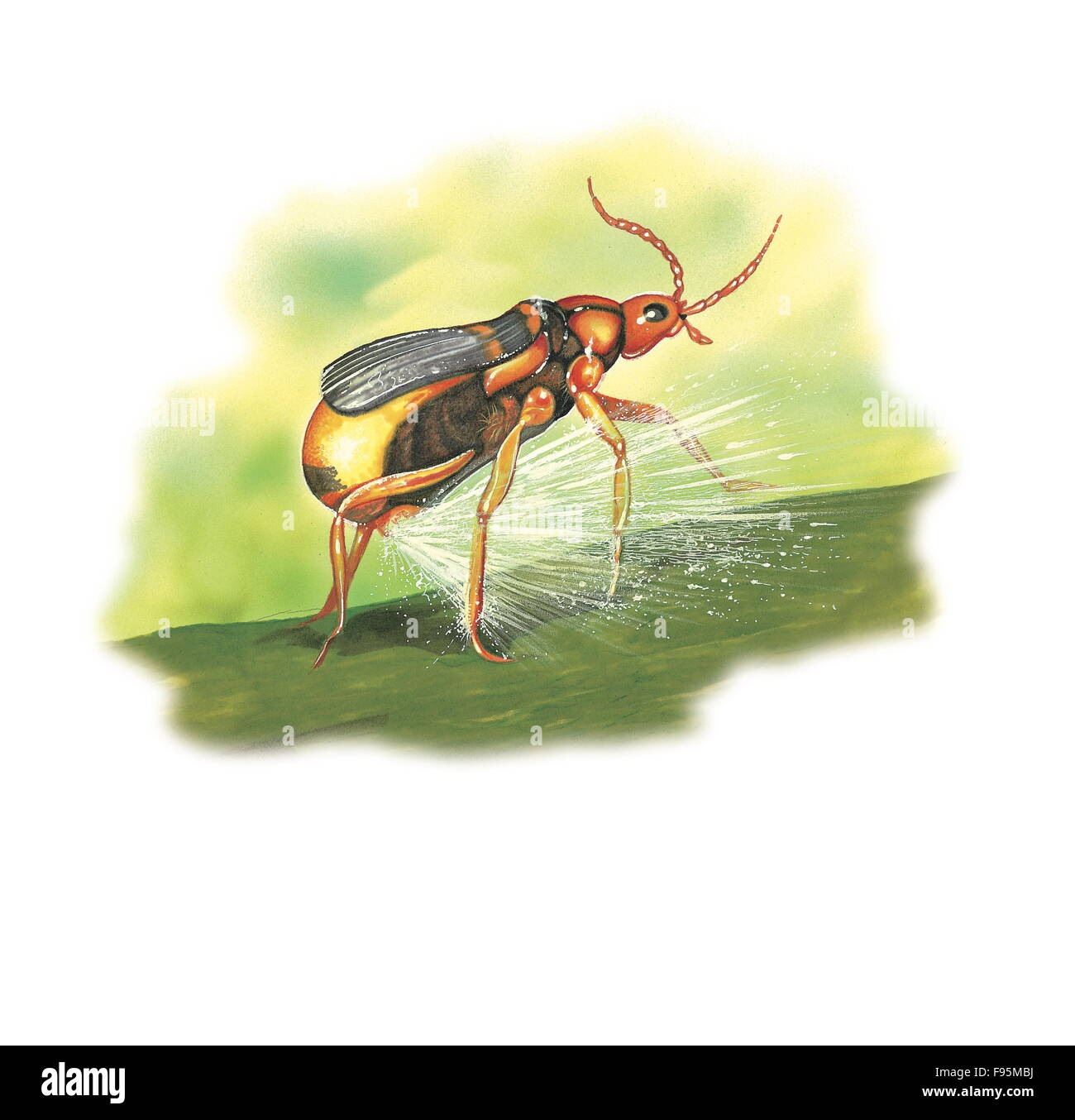 Coléoptère bombardier Banque de photographies et d’images à haute ...