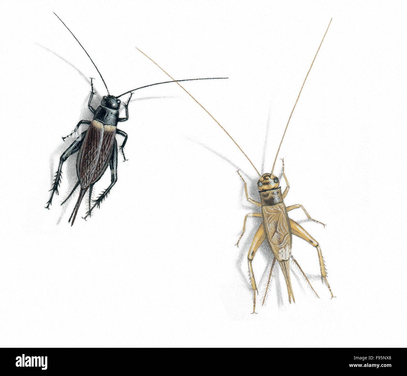 Grillons illustration insectes grillons gryllidae Banque de ...