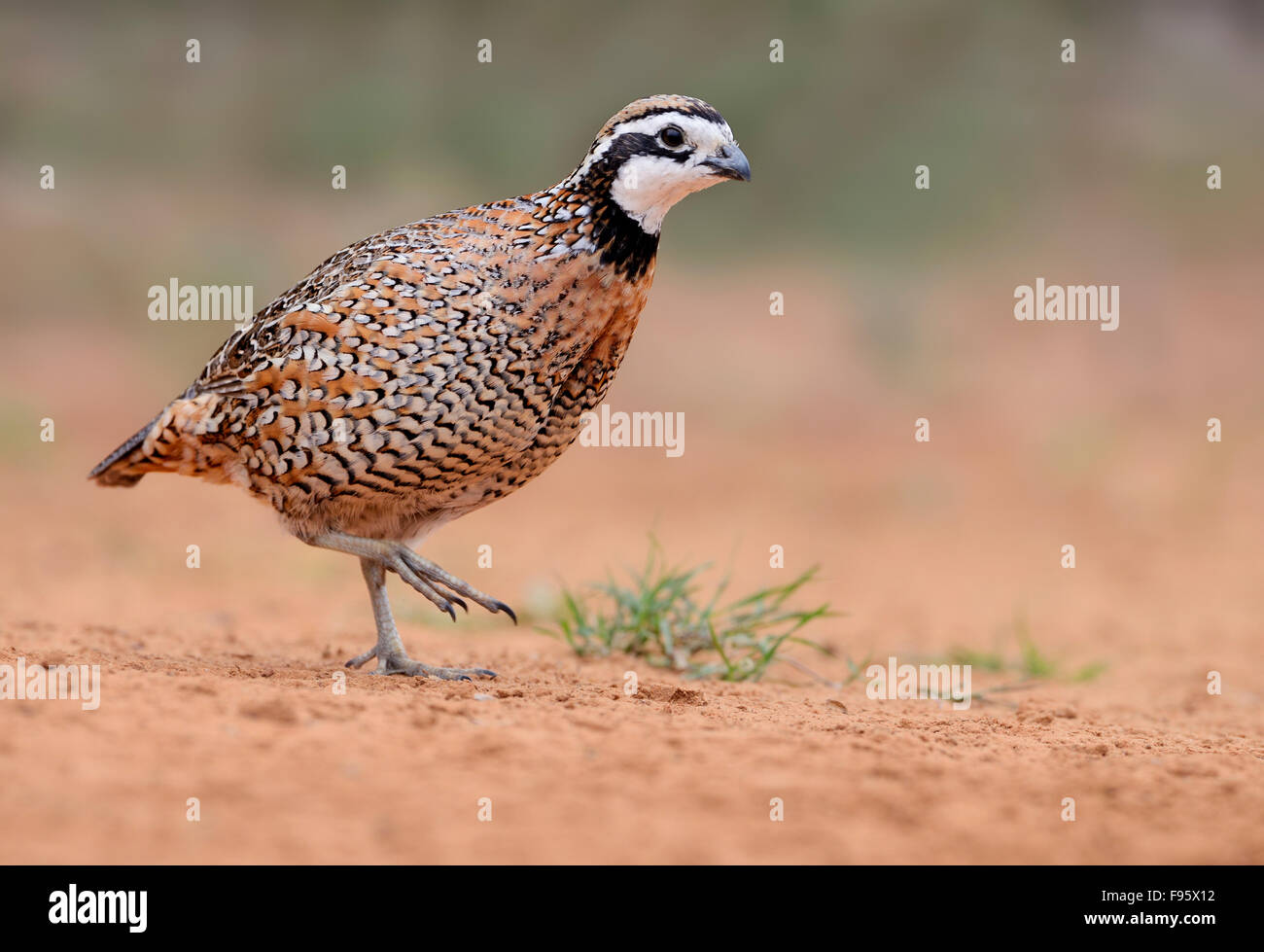 Colin de Virginie Colinus virginianus, Santa Clara, Ranch, Texas Photo ...