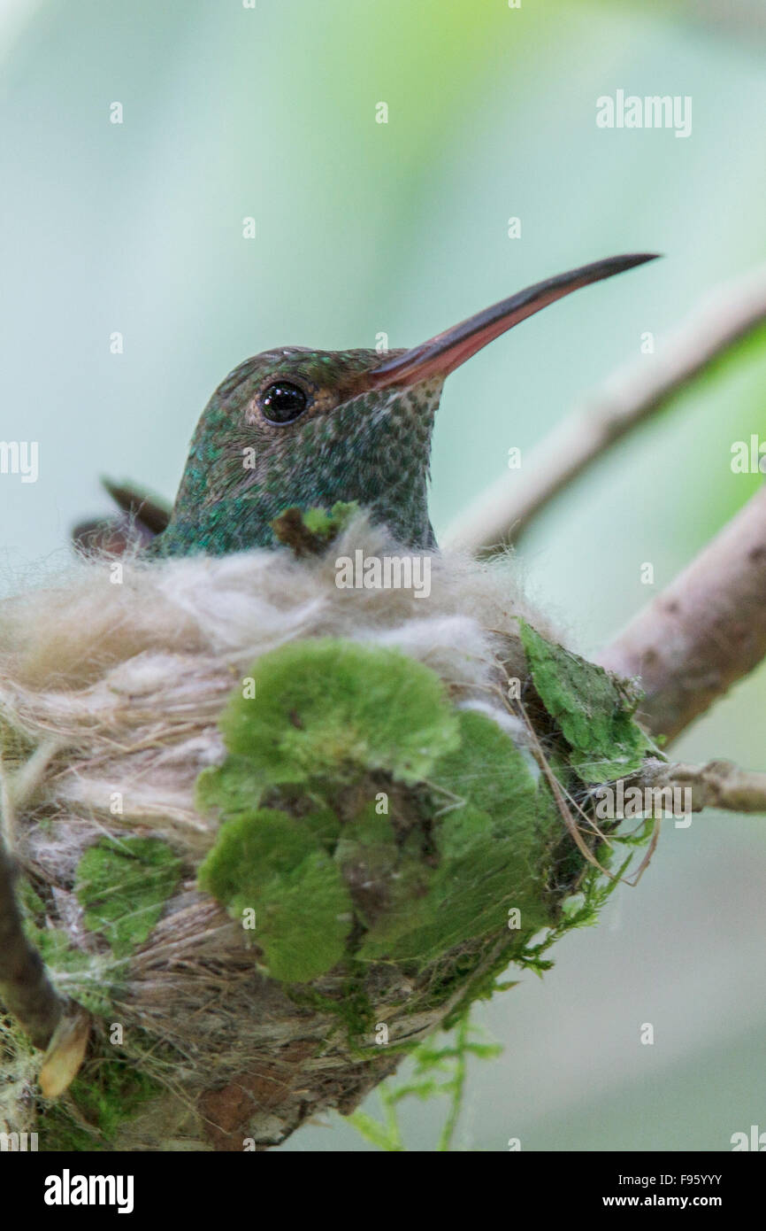 Nid de colibris Banque de photographies et d’images à haute résolution ...