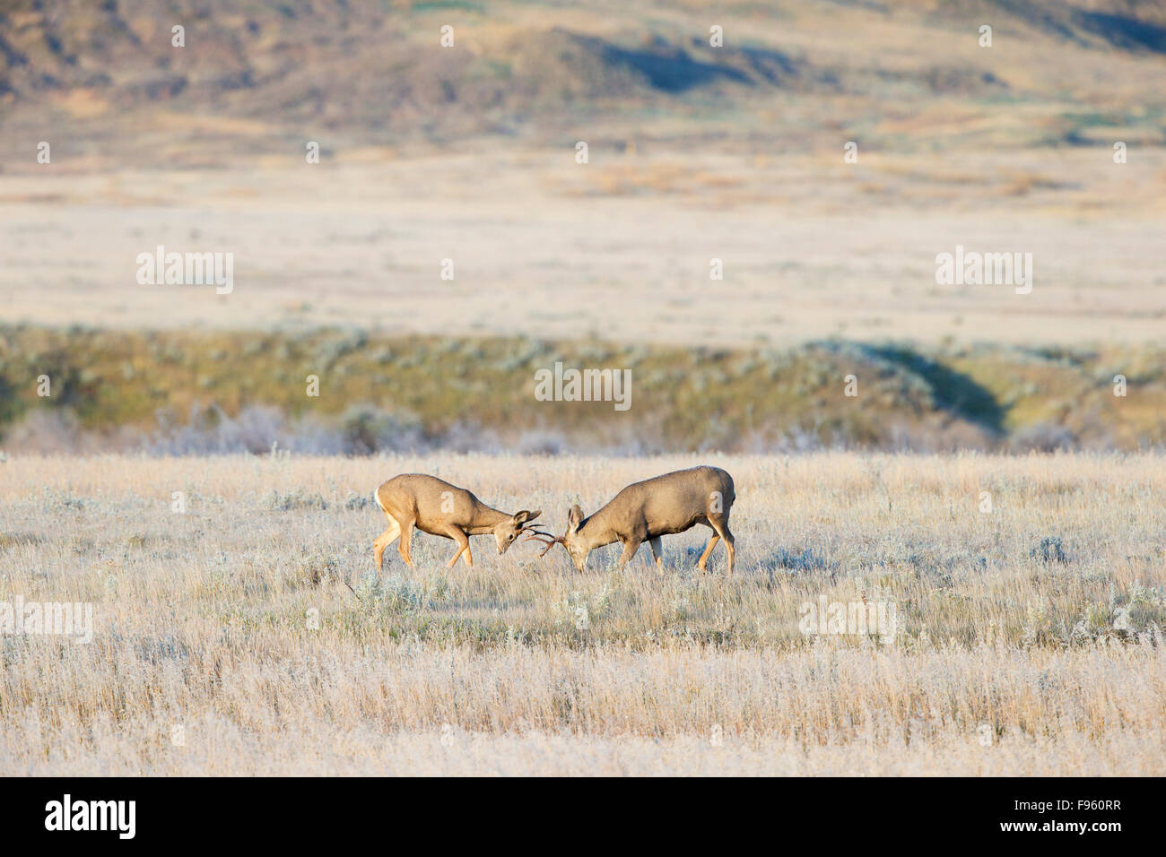 Cerf mulet odocoileus hemionus Banque de photographies et d’images à ...