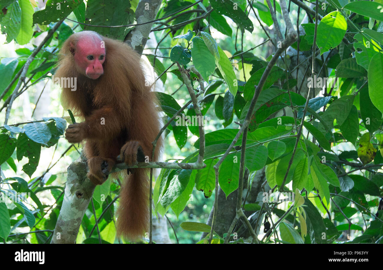 Red faced monkey Banque de photographies et d’images à haute résolution ...