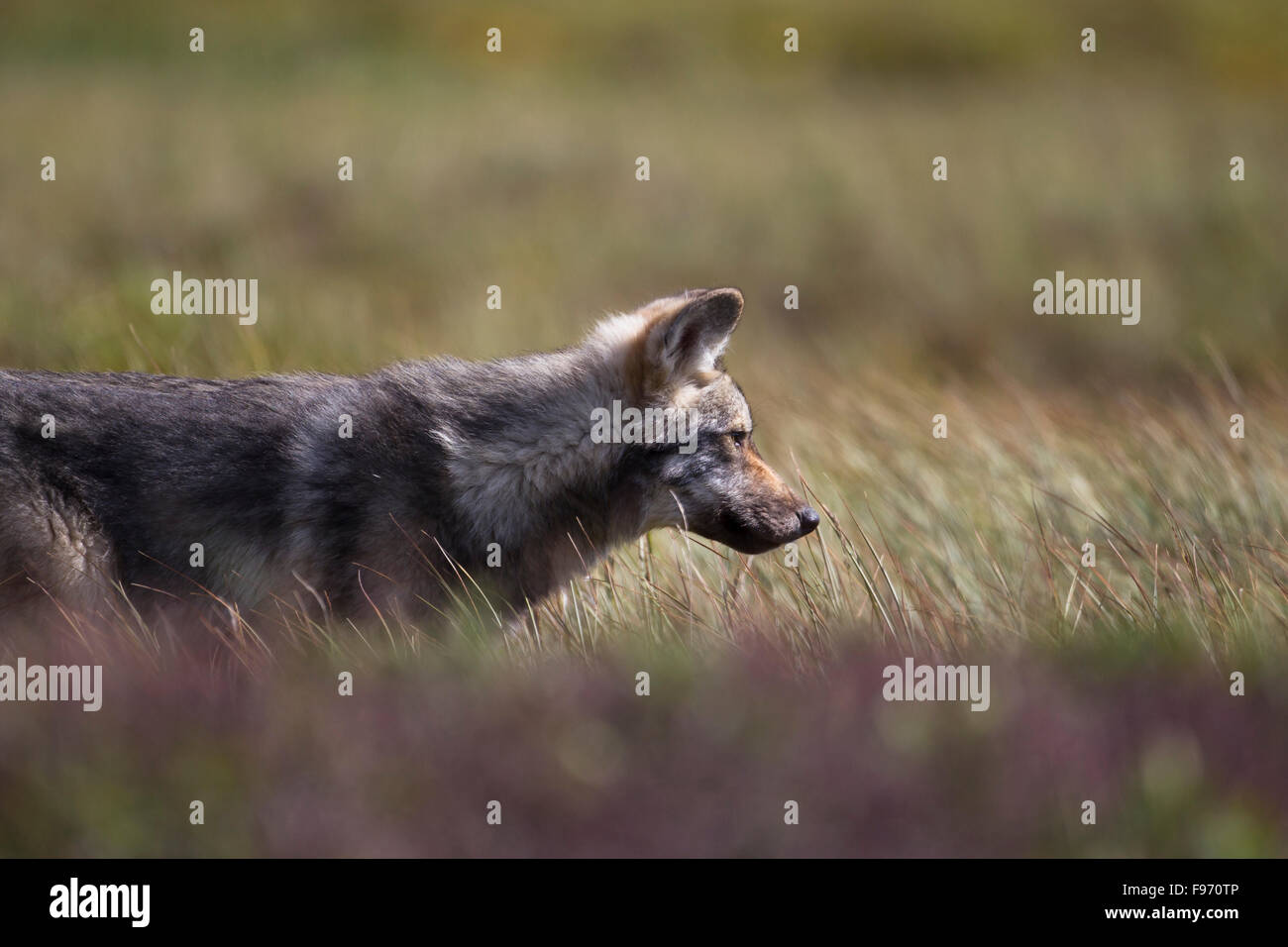Gray wolf, Canis lupus, dans la toundra, Nunavik, Québec, Canada Photo ...