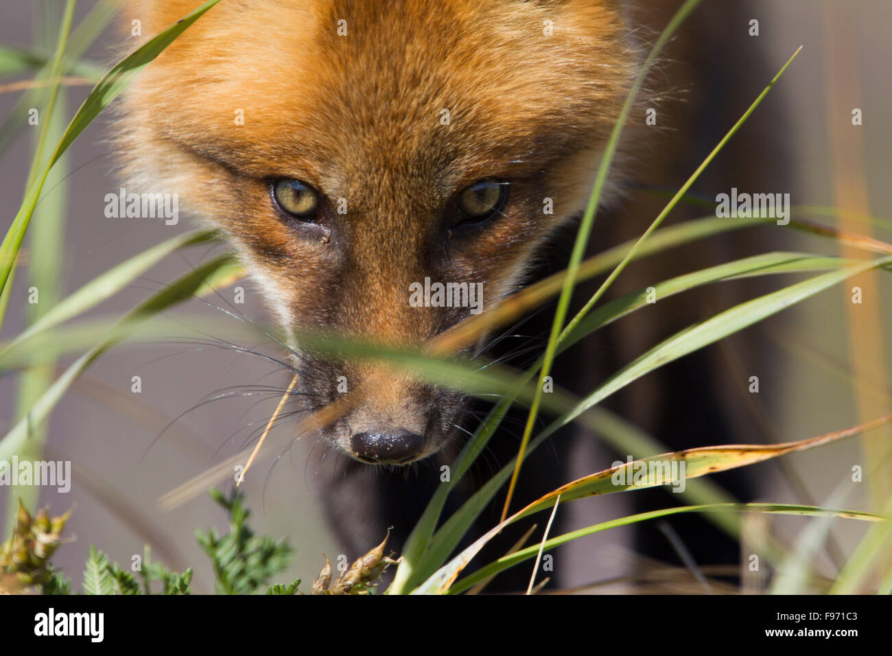 Le renard roux, Vulpes vulpes, Nunavik, Québec, Canada Photo Stock - Alamy