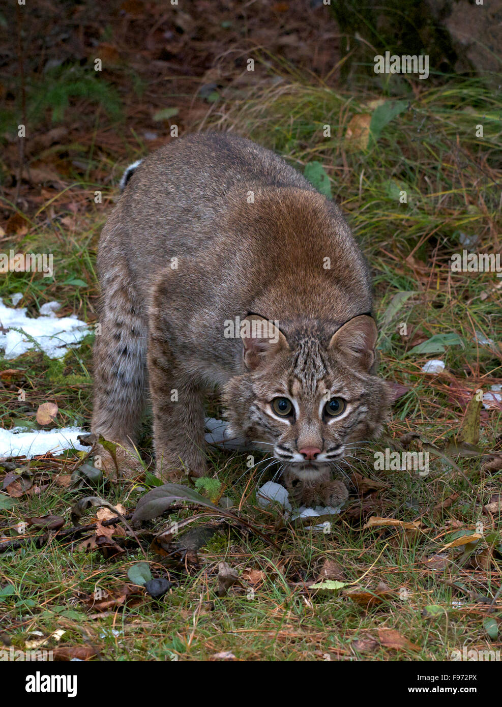 Lynx roux en forêt Banque de photographies et d’images à haute ...