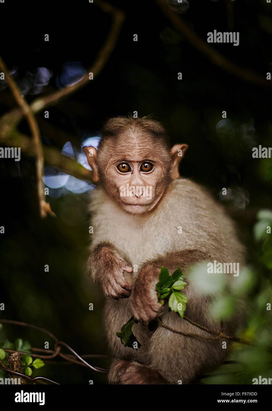 Singe En Arbre Singe Banque d'image et photos - Alamy