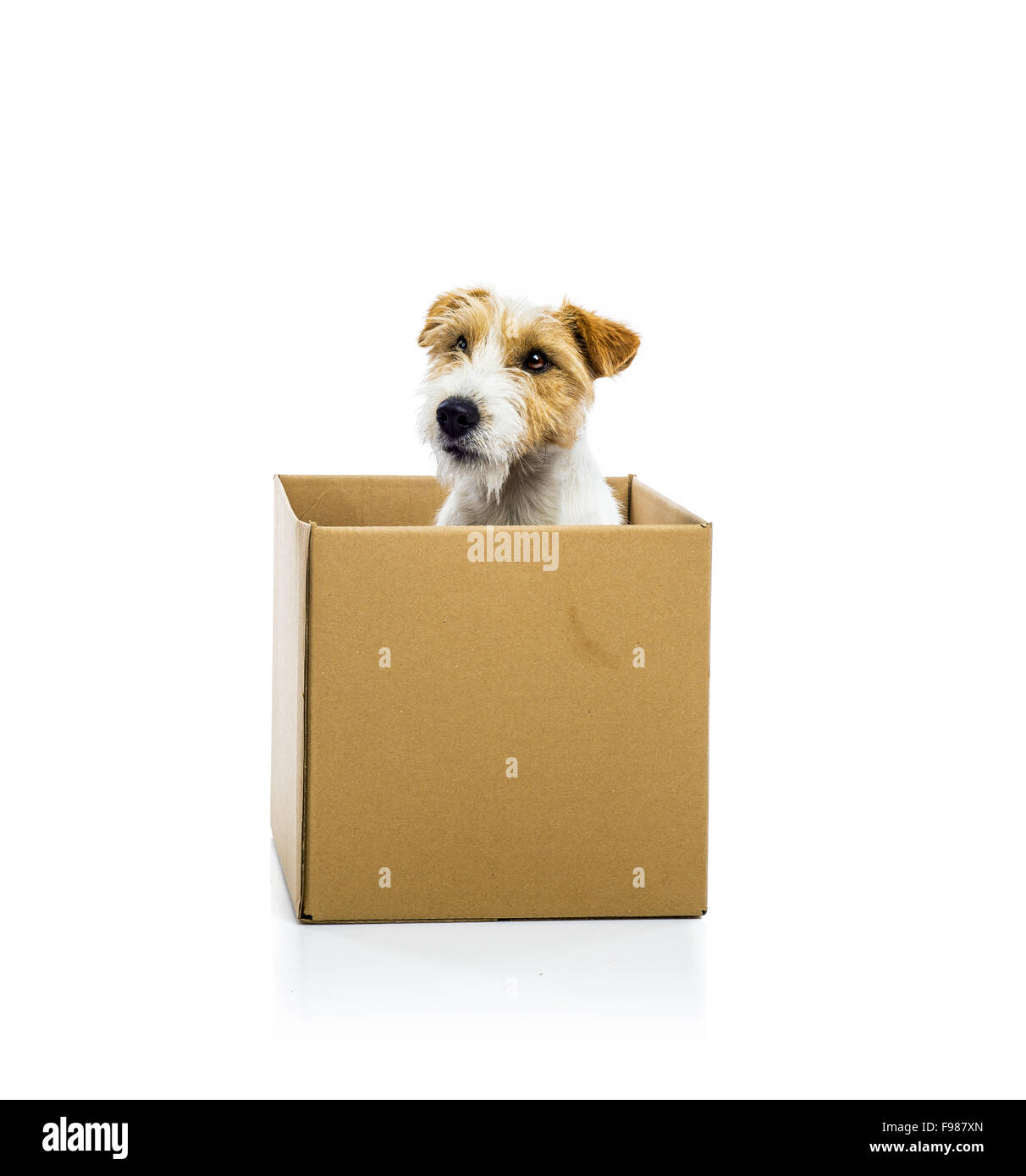 Une adorable jeune Parson Russell Terrier de chien à l'intérieur d'une ...