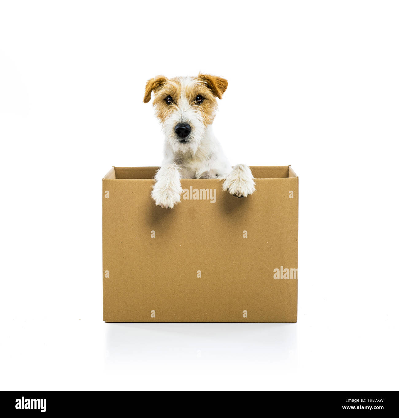 Une adorable jeune Parson Russell Terrier de chien à l'intérieur d'une ...