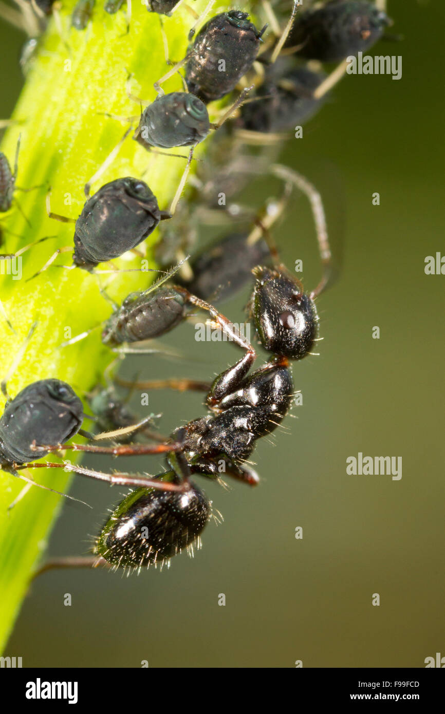Fourmi (Camponotus piceus travailleur adulte tendant les pucerons sur ...
