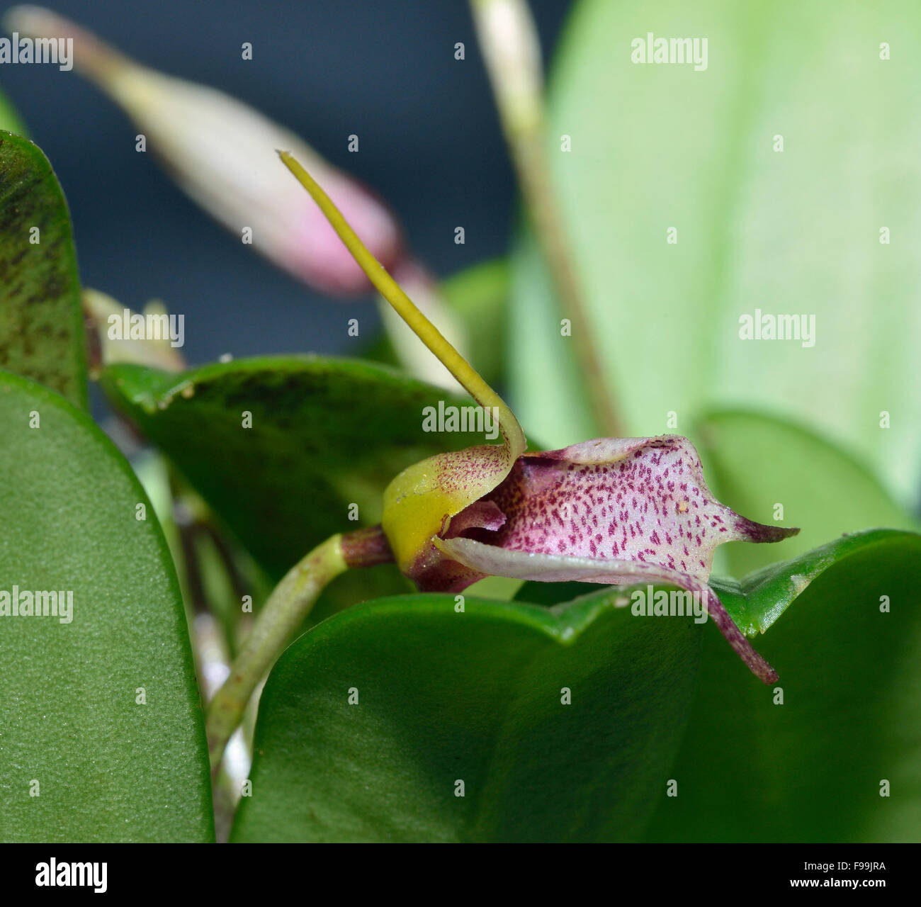 Orchid masdevallia white Banque de photographies et d’images à haute ...